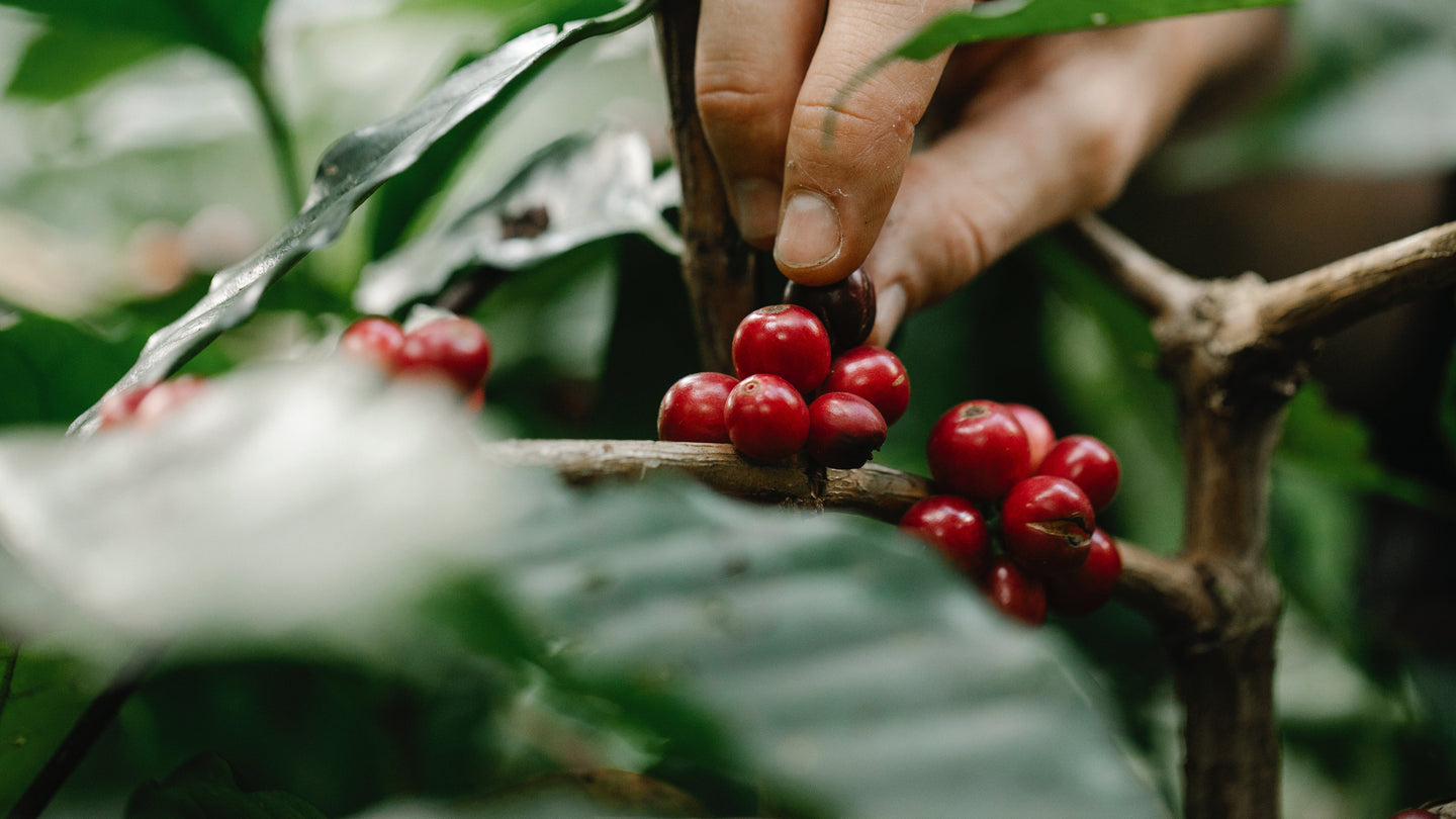 Beyond the Brew: Navigating the Essence of Specialty Coffee – Yardstick ...